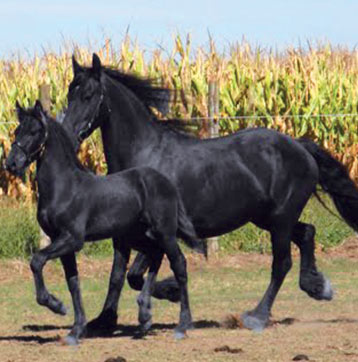 Friesians-for-sale-image | The Friesians of Freedom Farm L.L.C.